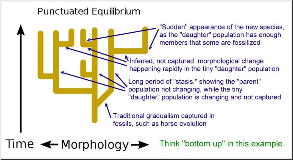 Punctuated Equilibrium – Art of Reasoning